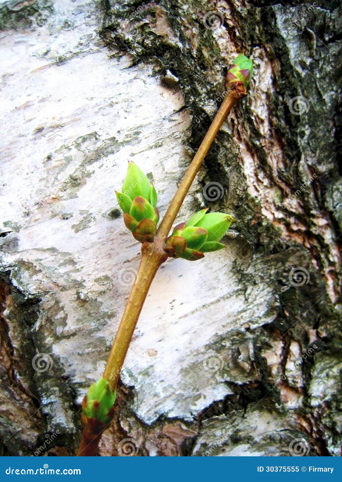 Birch and sprout stock image. Image of branch, spring - 30375555