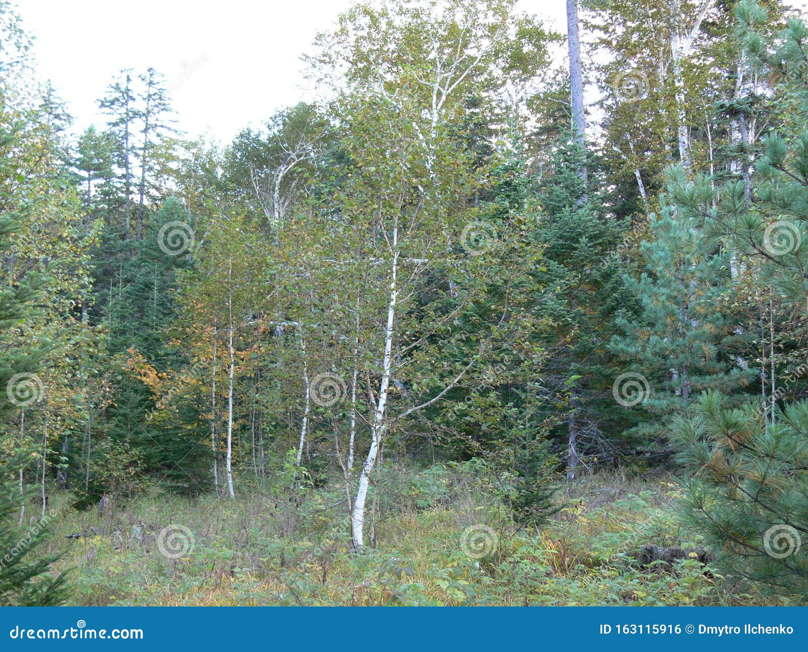 Birch, Spruce, Pine, Mixed Forest Stock Photo - Image of tree, woodland ...