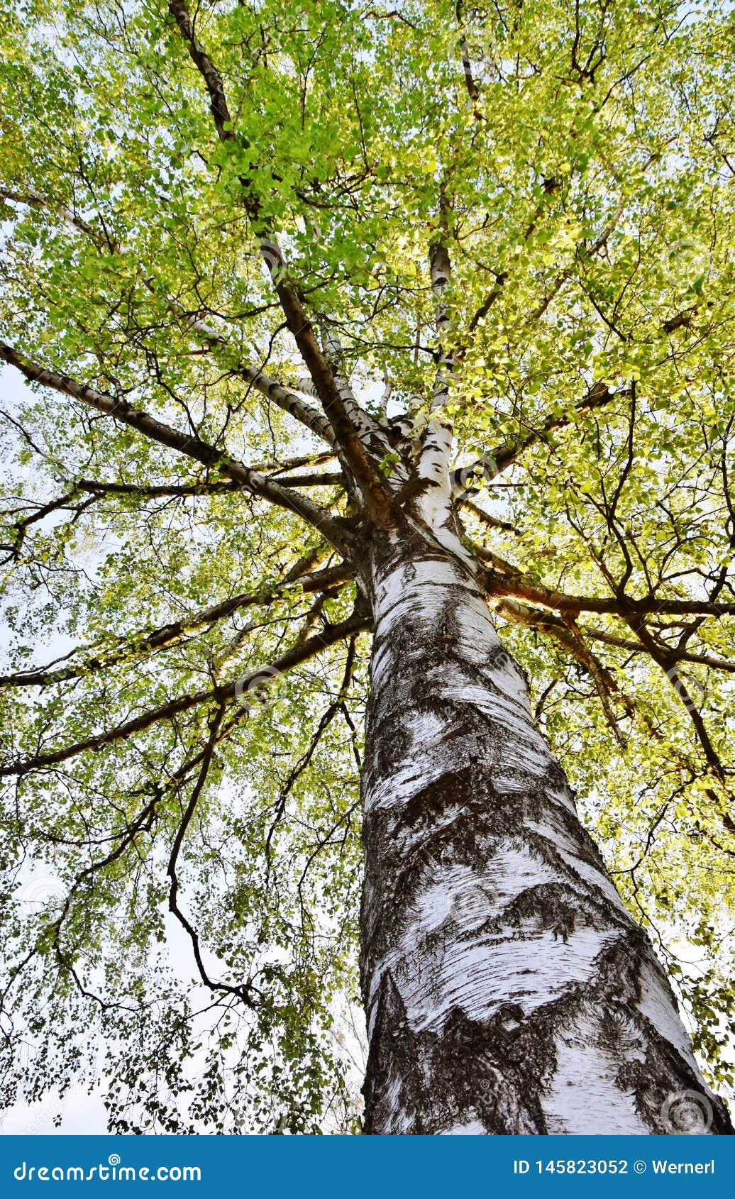 Birch stem close up stock photo. Image of banches, fresh - 145823052