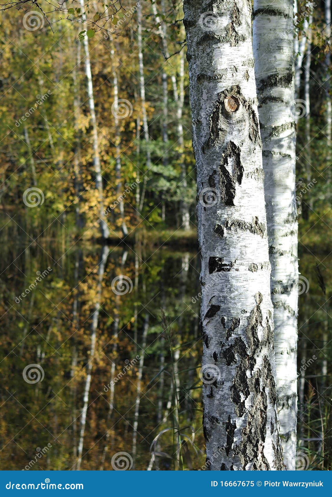 The birch stems stock image. Image of forest, double - 16667675
