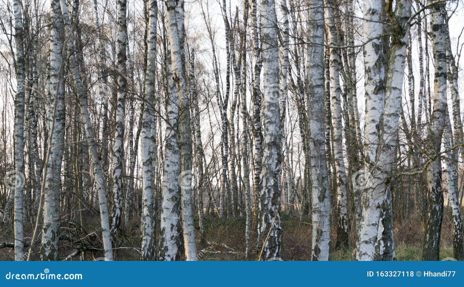 Birch stems in a wood stock photo. Image of pollen, plant - 163327118