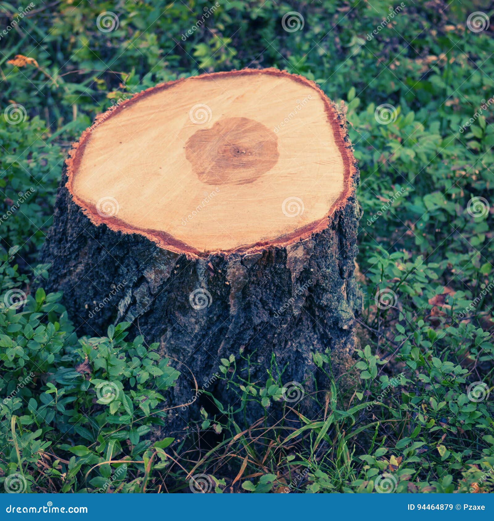 Birch Stump in Forest Close Up Stock Image - Image of lumber, leaves ...