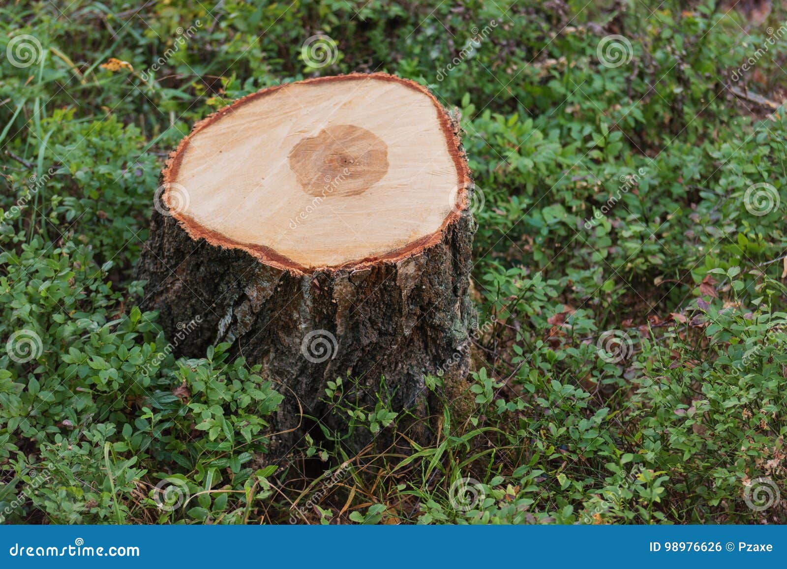 Birch Stump in Forest Close Up Stock Photo - Image of plant ...