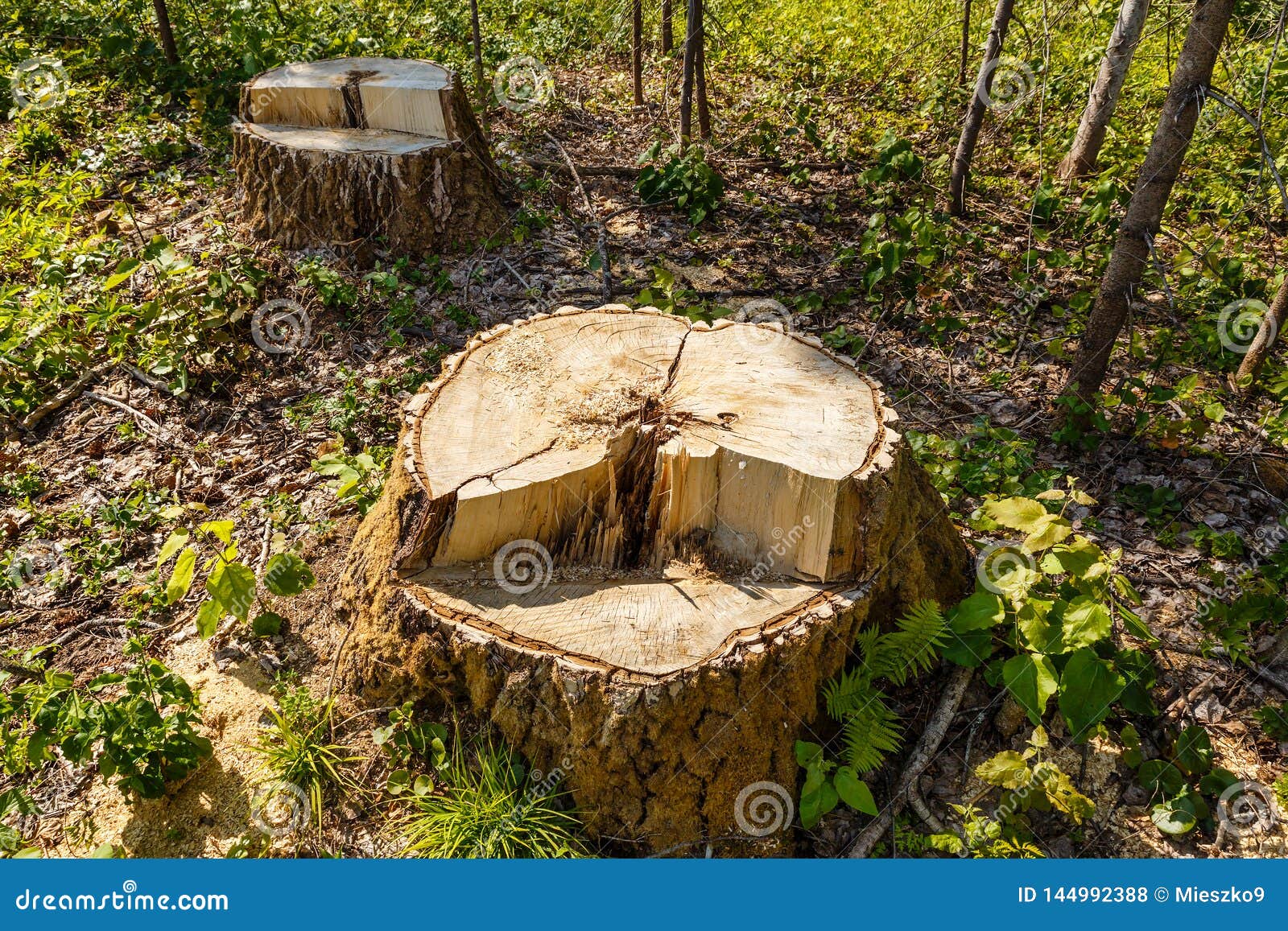 Birch stump in the forest stock photo. Image of lumber - 144992388