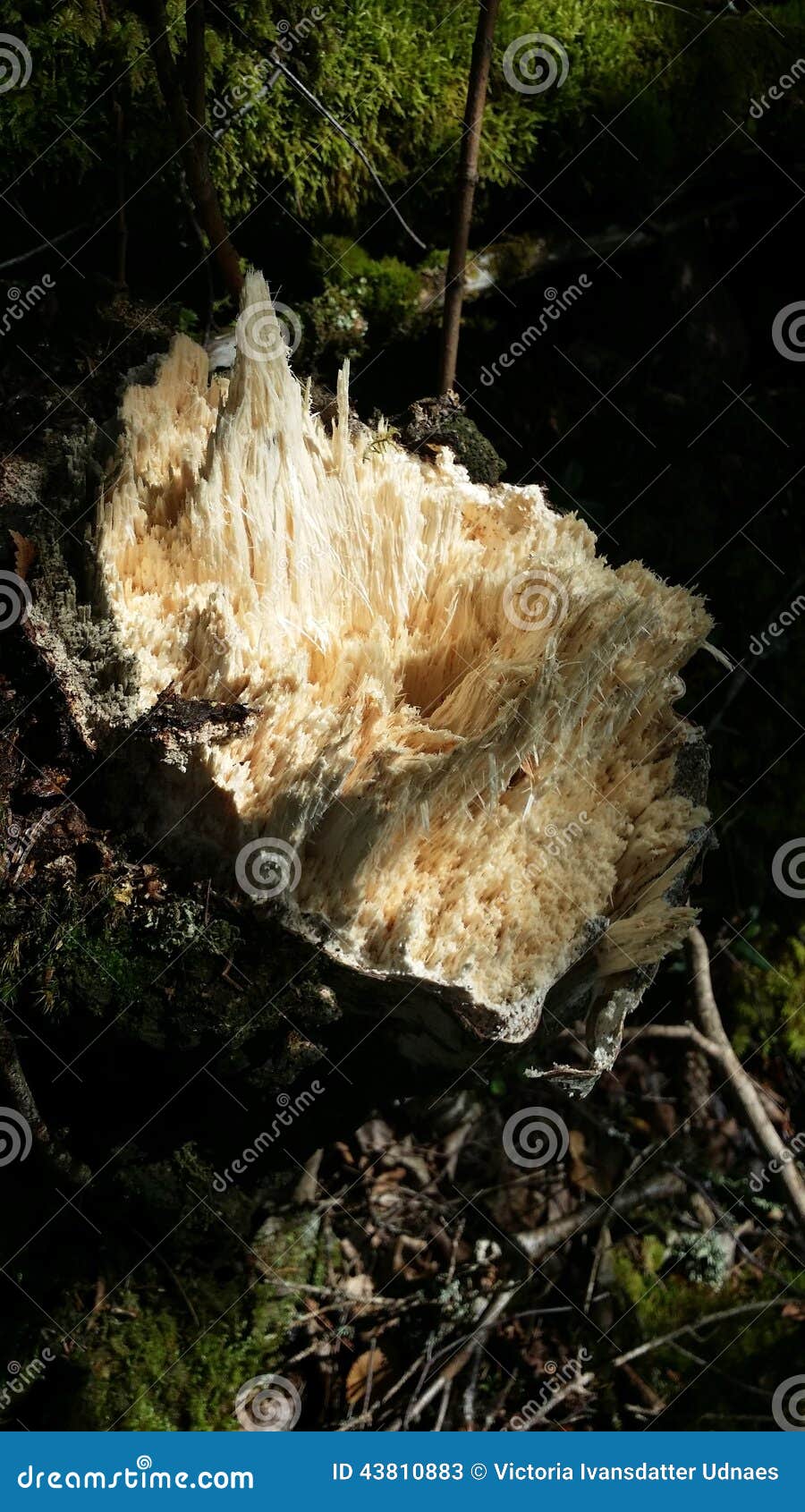 Birch stump stock image. Image of green, tree, birch - 43810883