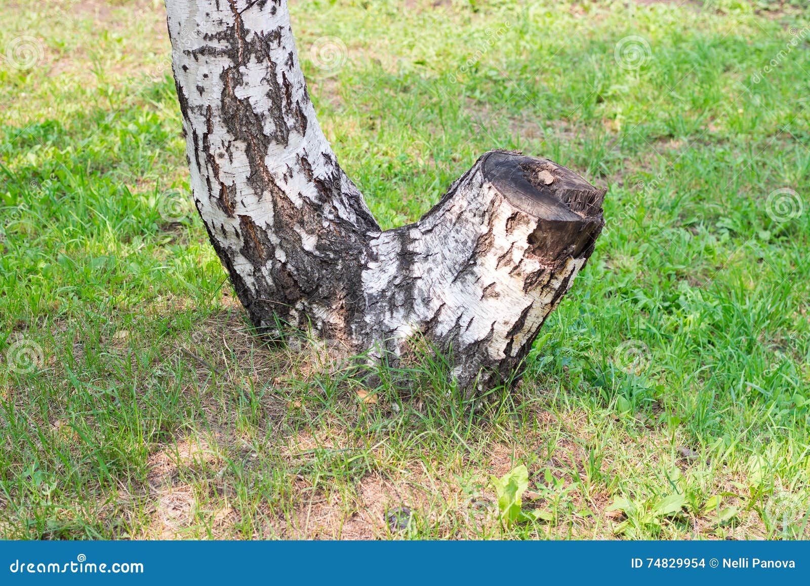 Birch stump stock photo. Image of plant, stalk, stump - 74829954
