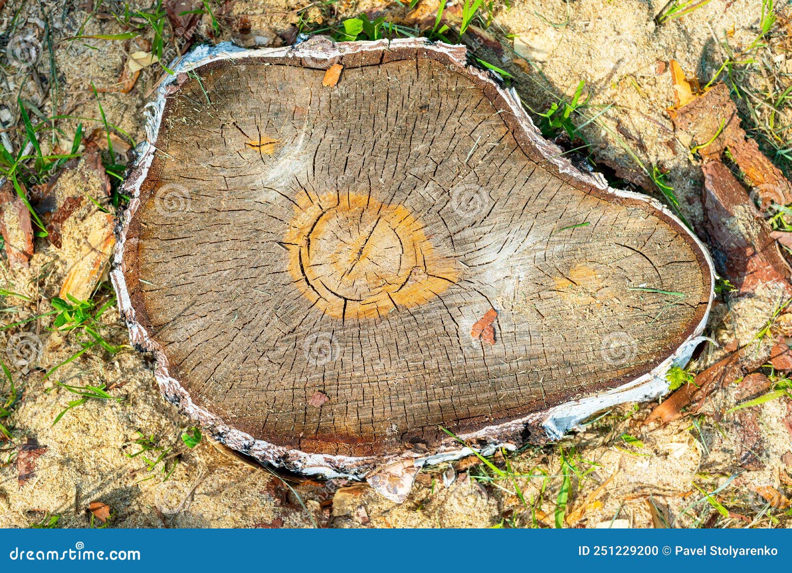Birch Stump Texture on a Summer Day Stock Photo - Image of grass ...