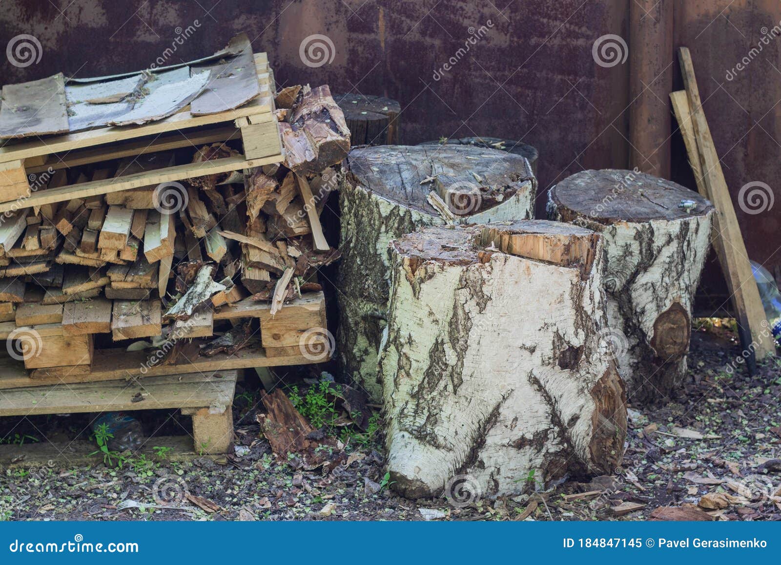 Birch Stumps Ready for Chopping Stock Image - Image of natural, rough ...