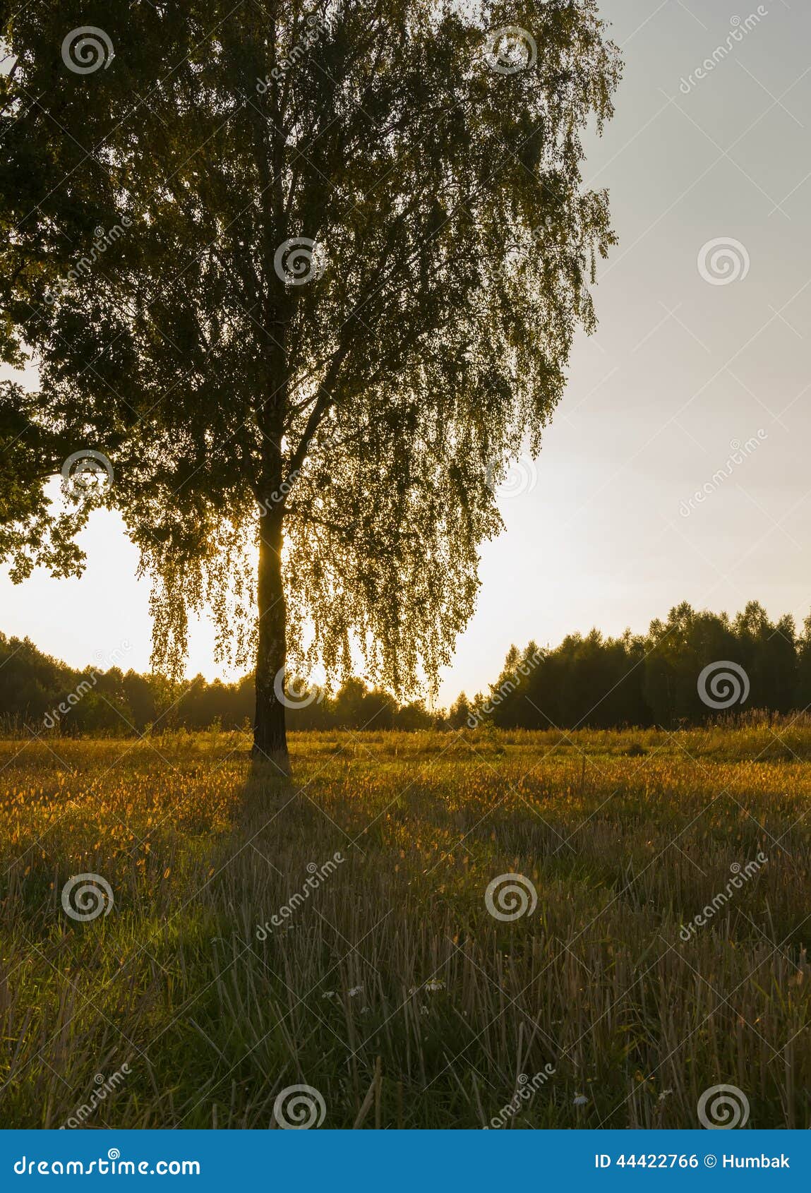 Birch in sunset stock photo. Image of meadow, sunlight - 44422766