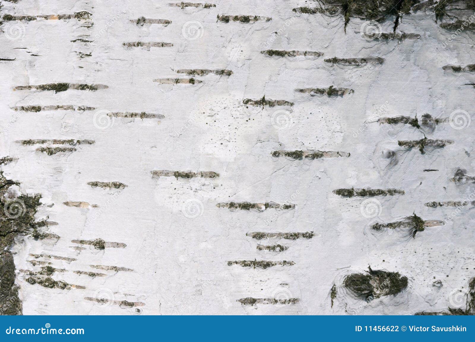 Birch texture stock photo. Image of lines, nature, macro - 11456622