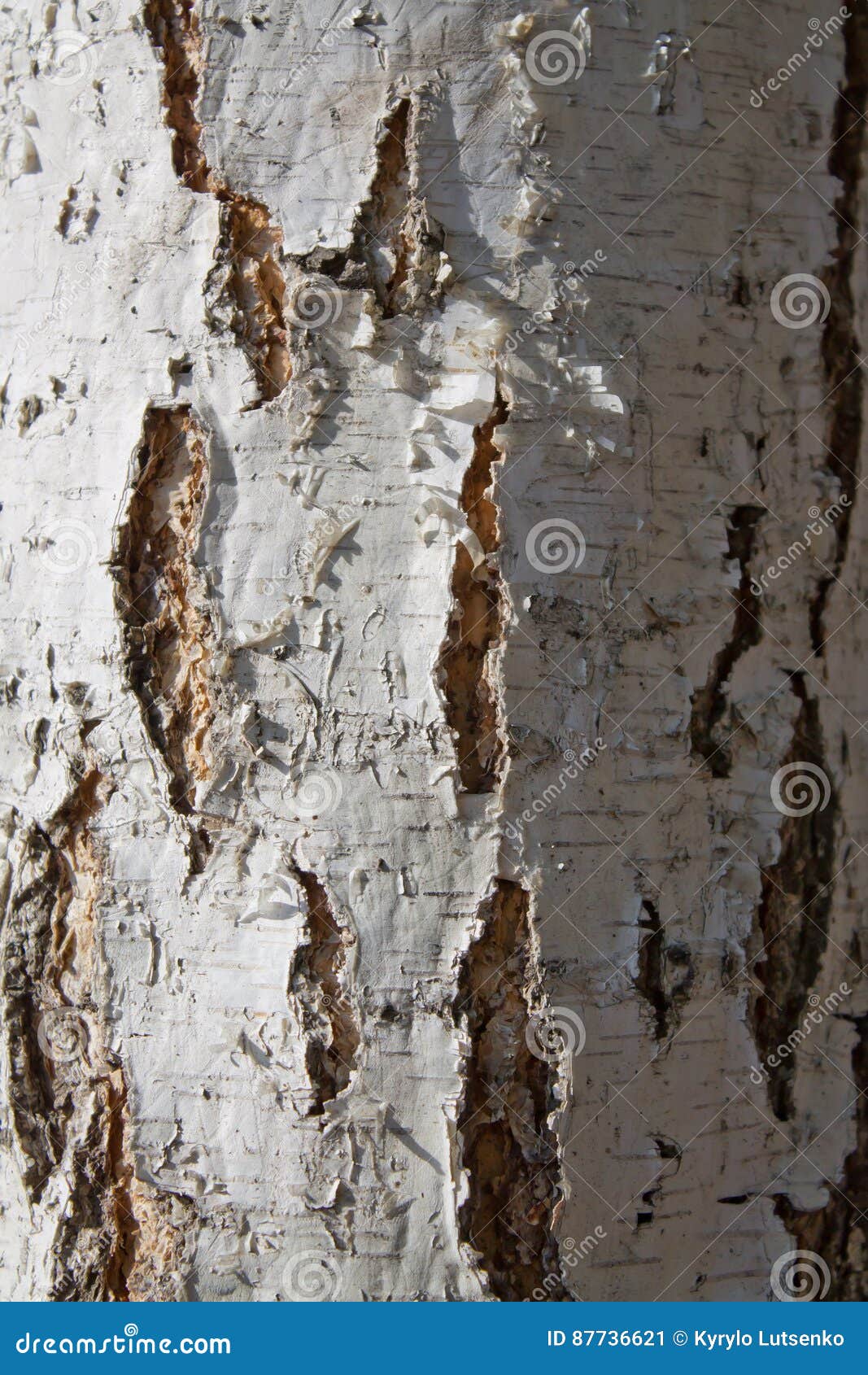 Birch texture stock image. Image of grain, plant, paper - 87736621