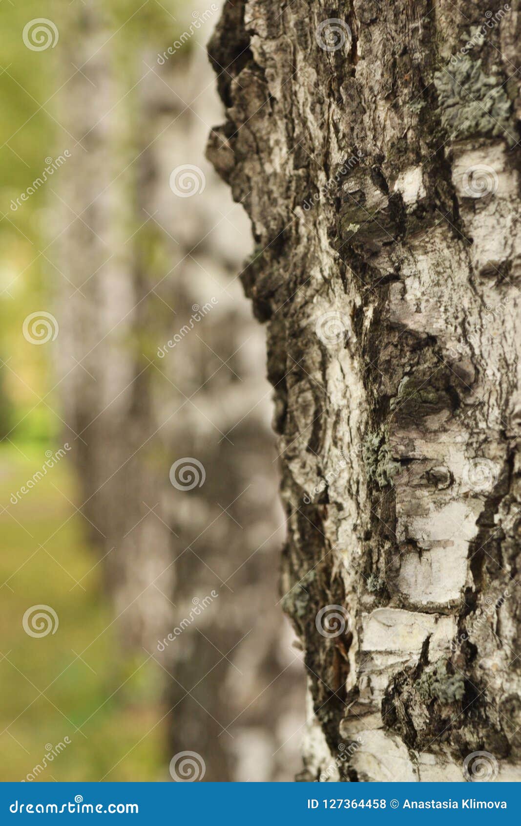 Birch Texture Close-up in the Forest Stock Photo - Image of abstract ...