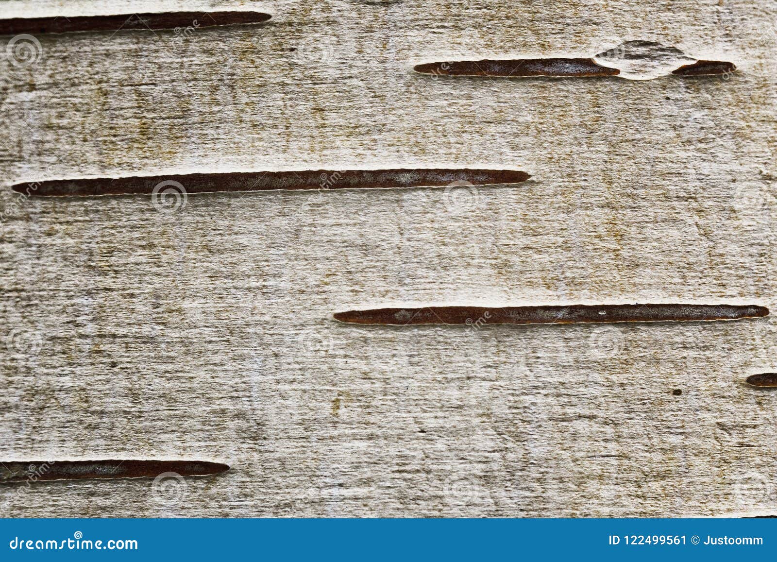 Birch Texture Close-up View of Tree Structure Stock Image - Image of ...
