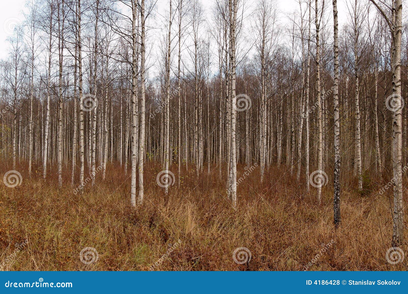 Birch Thicket stock photo. Image of birch, white, forest - 4186428