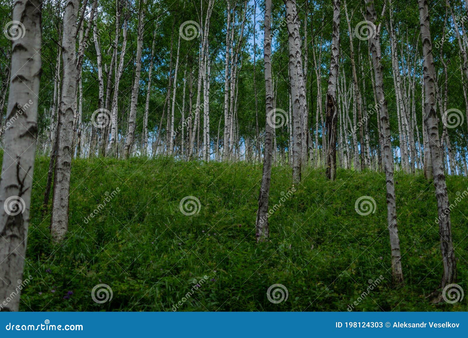 Birch Thicket, Many White Tree Trunks with Black Stripes and Patterns ...