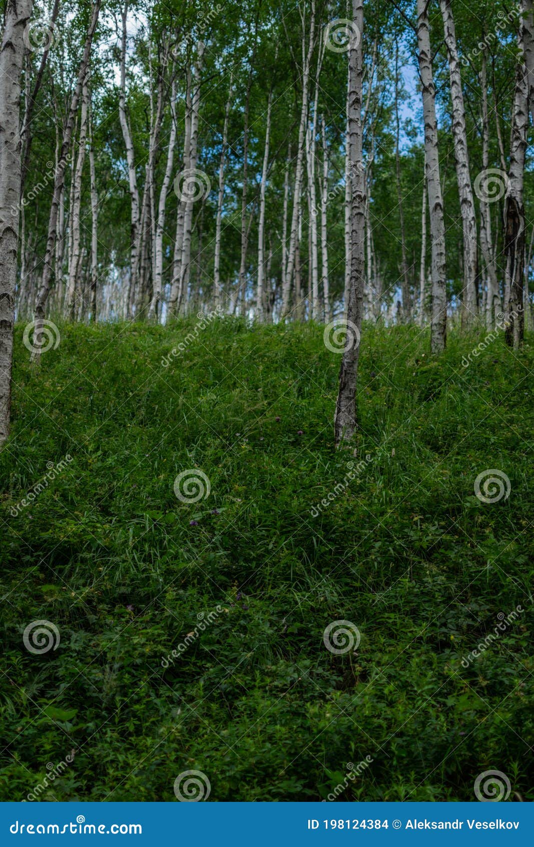 Birch Thicket, Many White Tree Trunks with Black Stripes and Patterns ...