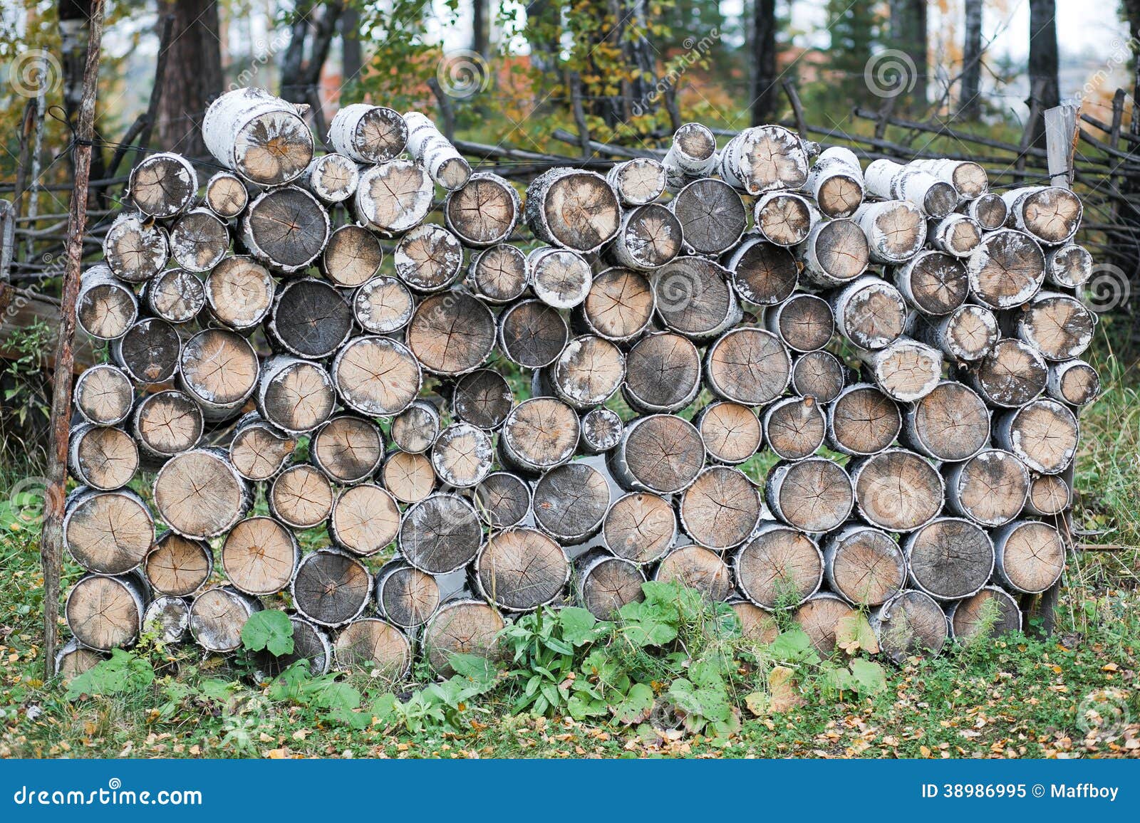 Birch Timber stock image. Image of natural, fell, forestry - 38986995