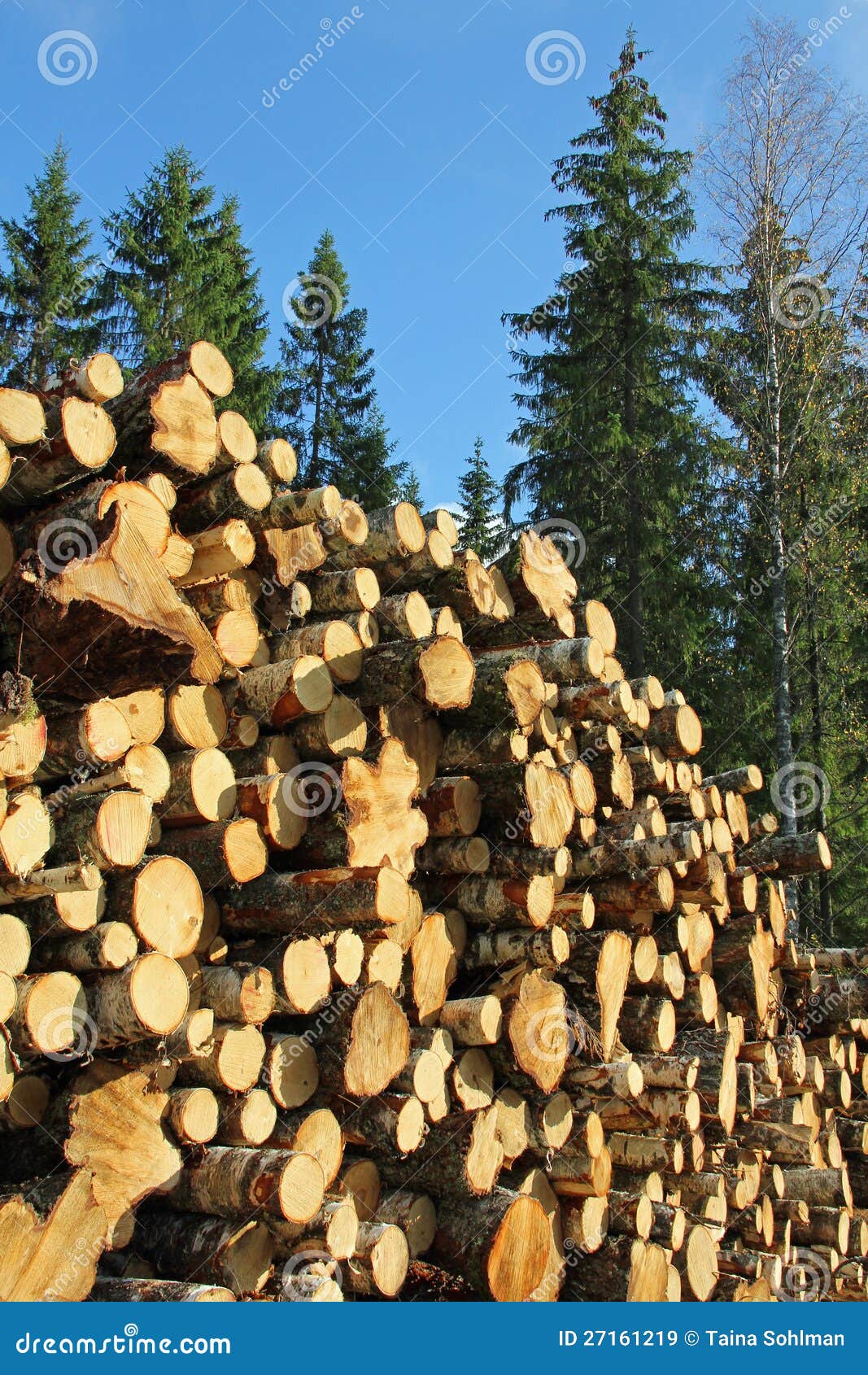 Birch Timber and Spruce Trees Stock Image - Image of plywood, logpile ...