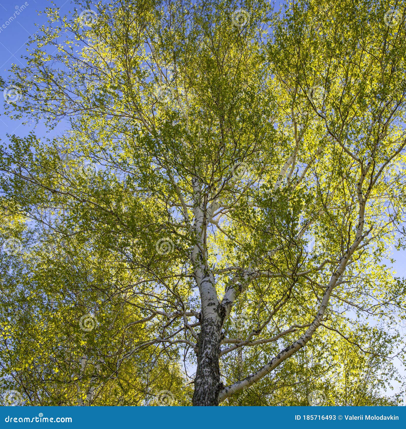 Birch Tree Against the Blue Sky, Spring Foliage Stock Image - Image of ...