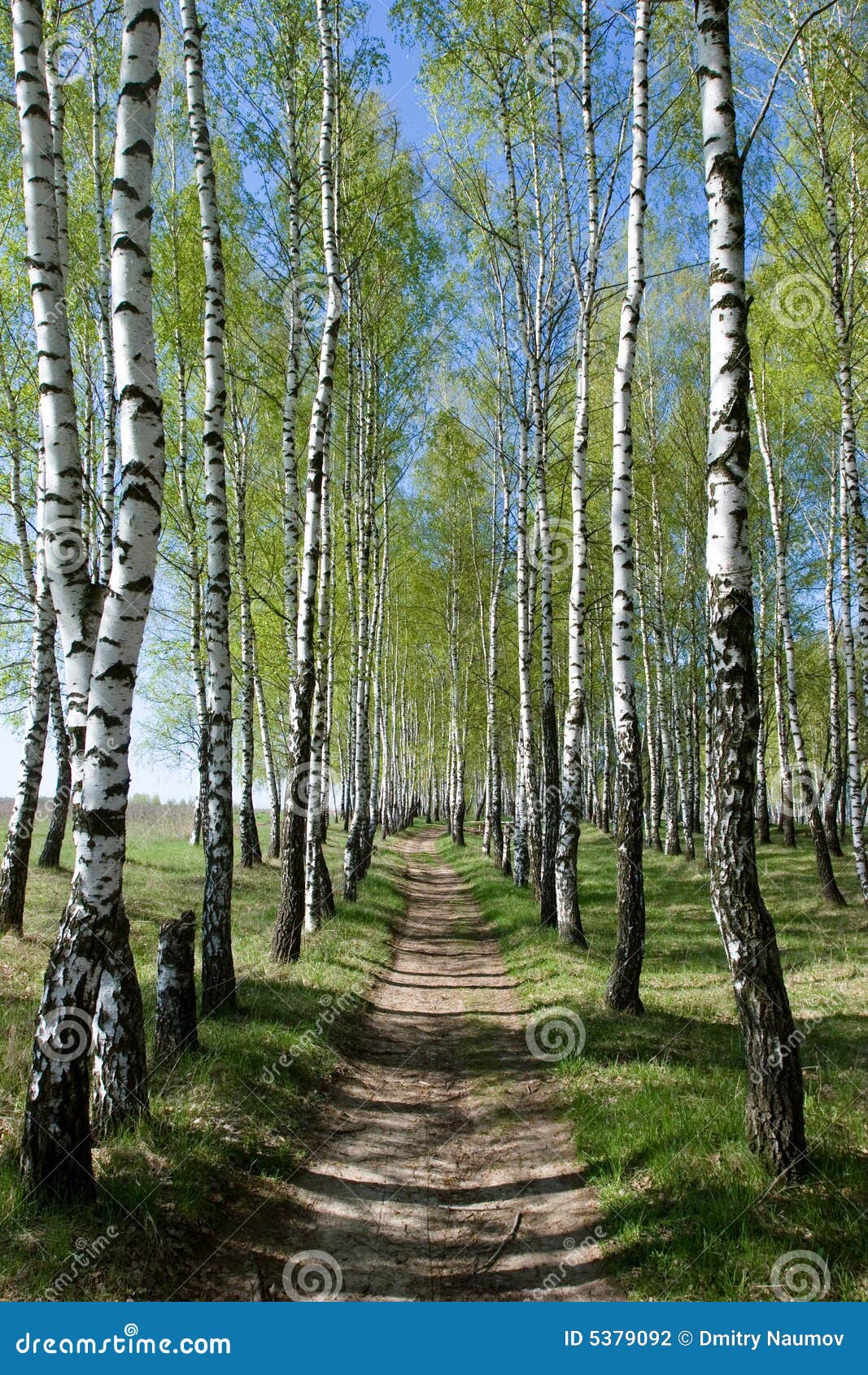 Birch-tree alley stock photo. Image of lane, foliage, recreational ...