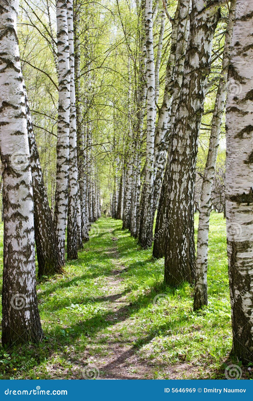 Birch-tree alley stock image. Image of park, road, trunk - 5646969