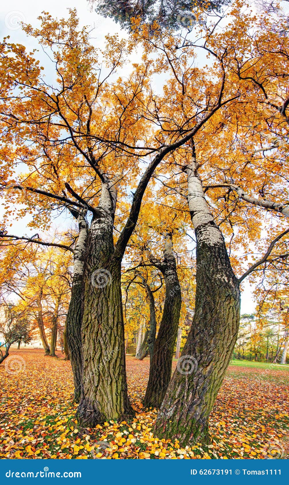 Birch Tree As Vertical Panorama at Autumn Stock Image - Image of ...