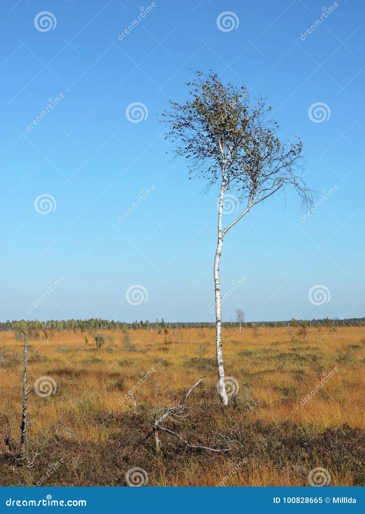 Birch tree in swamp stock image. Image of grey, blue - 100828665
