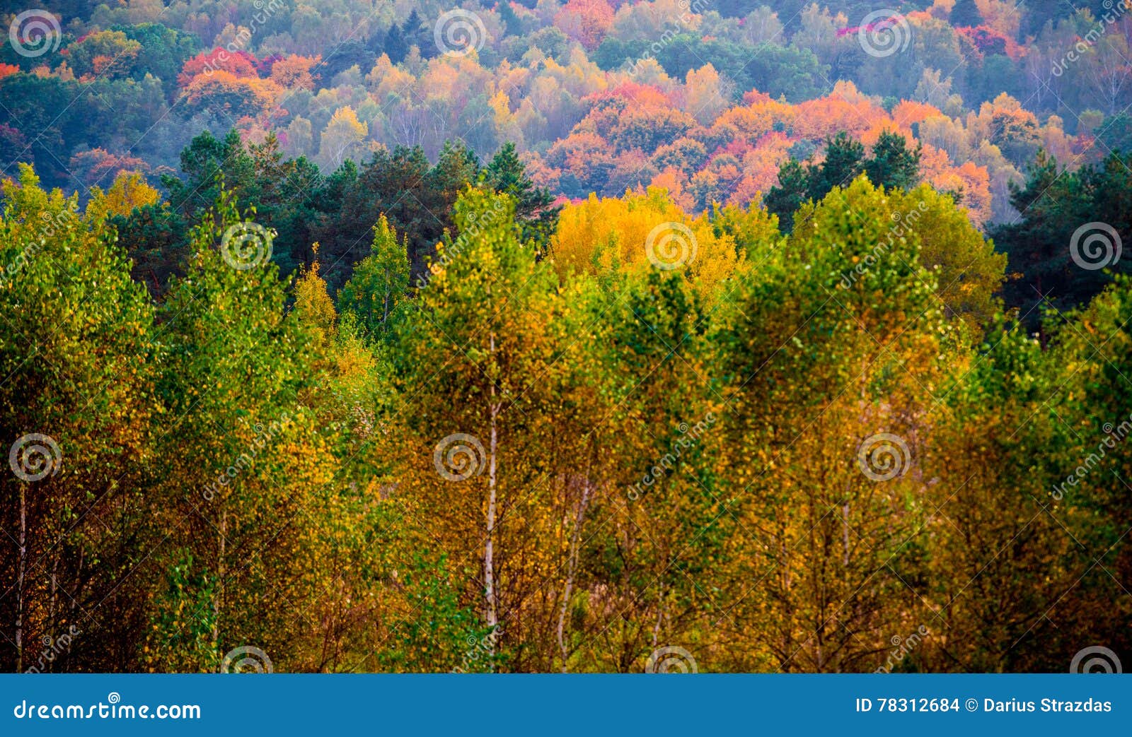 Birch tree, autumn forest stock photo. Image of nature - 78312684