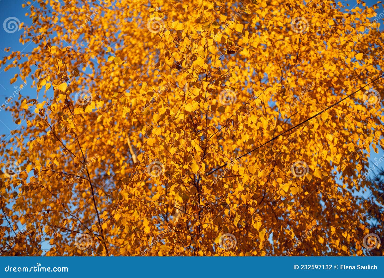 Birch Tree in Autumn with Orange Leaves Sunset Stock Photo - Image of ...