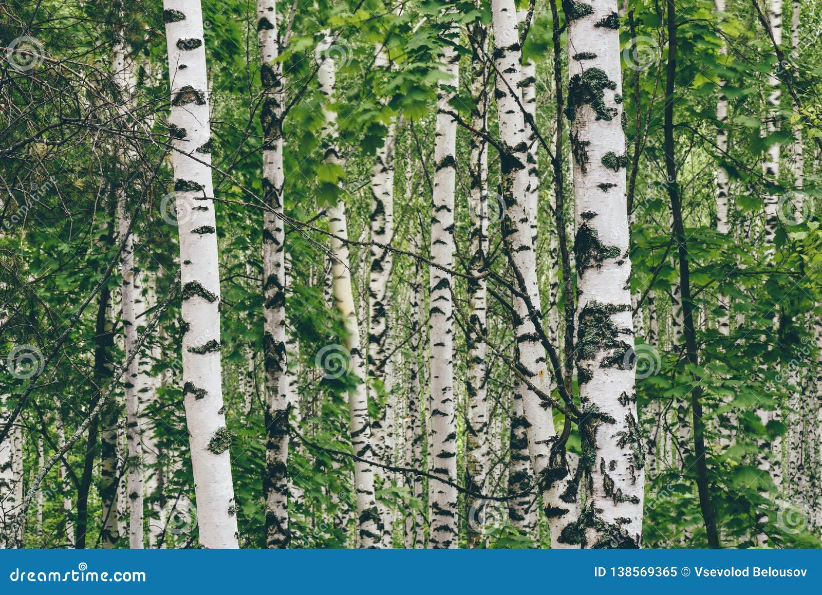 Birch tree background stock image. Image of leaf, branch - 138569365