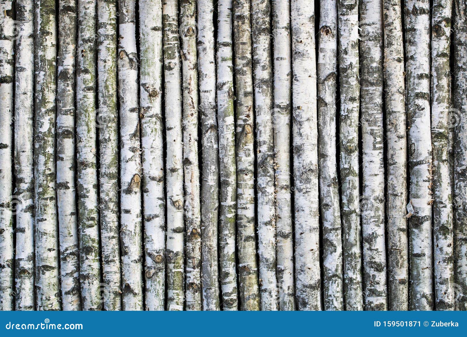 Birch Tree Background stock image. Image of aspen, boles - 159501871