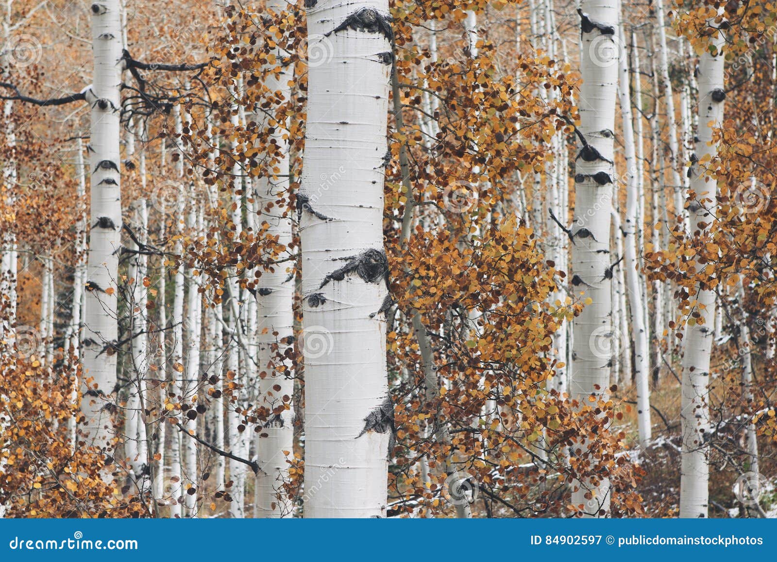 Birch Tree Background Texture Picture. Image: 84902597