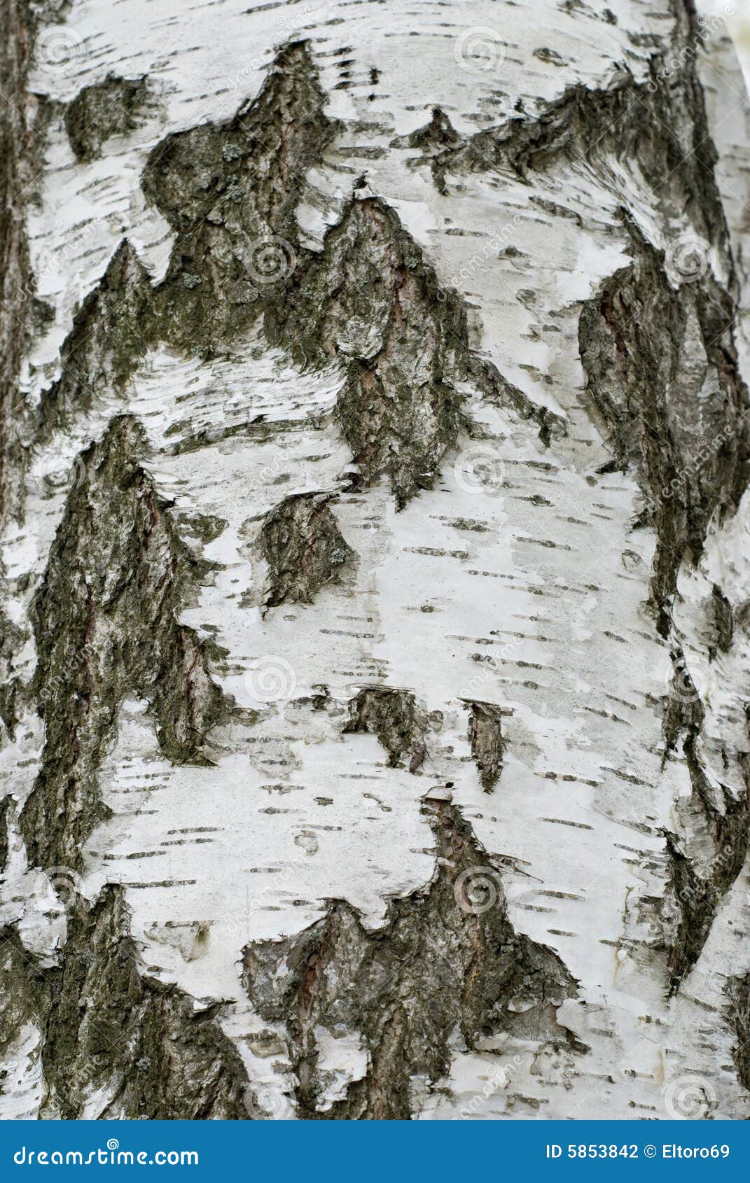 Birch tree bark stock illustration. Illustration of summer - 5853842