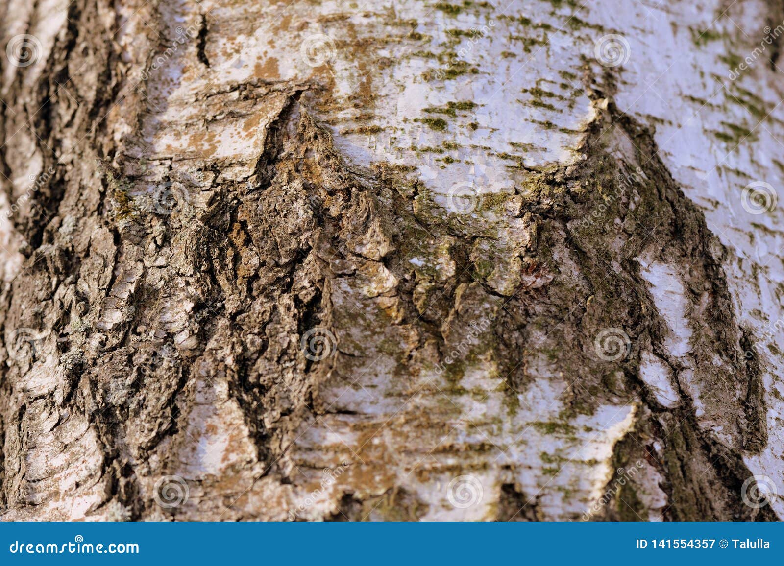 Birch Tree Bark Texture and Background. Brown Color Toned Stock Image ...