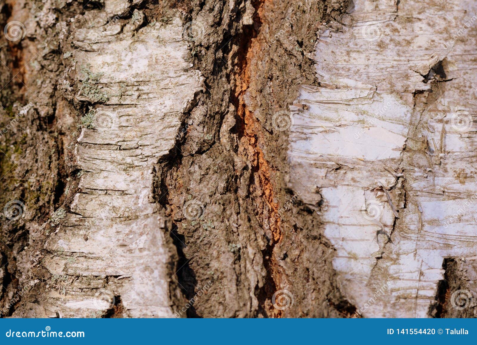 Birch Tree Bark Texture and Background. Brown Color Toned Stock Photo ...