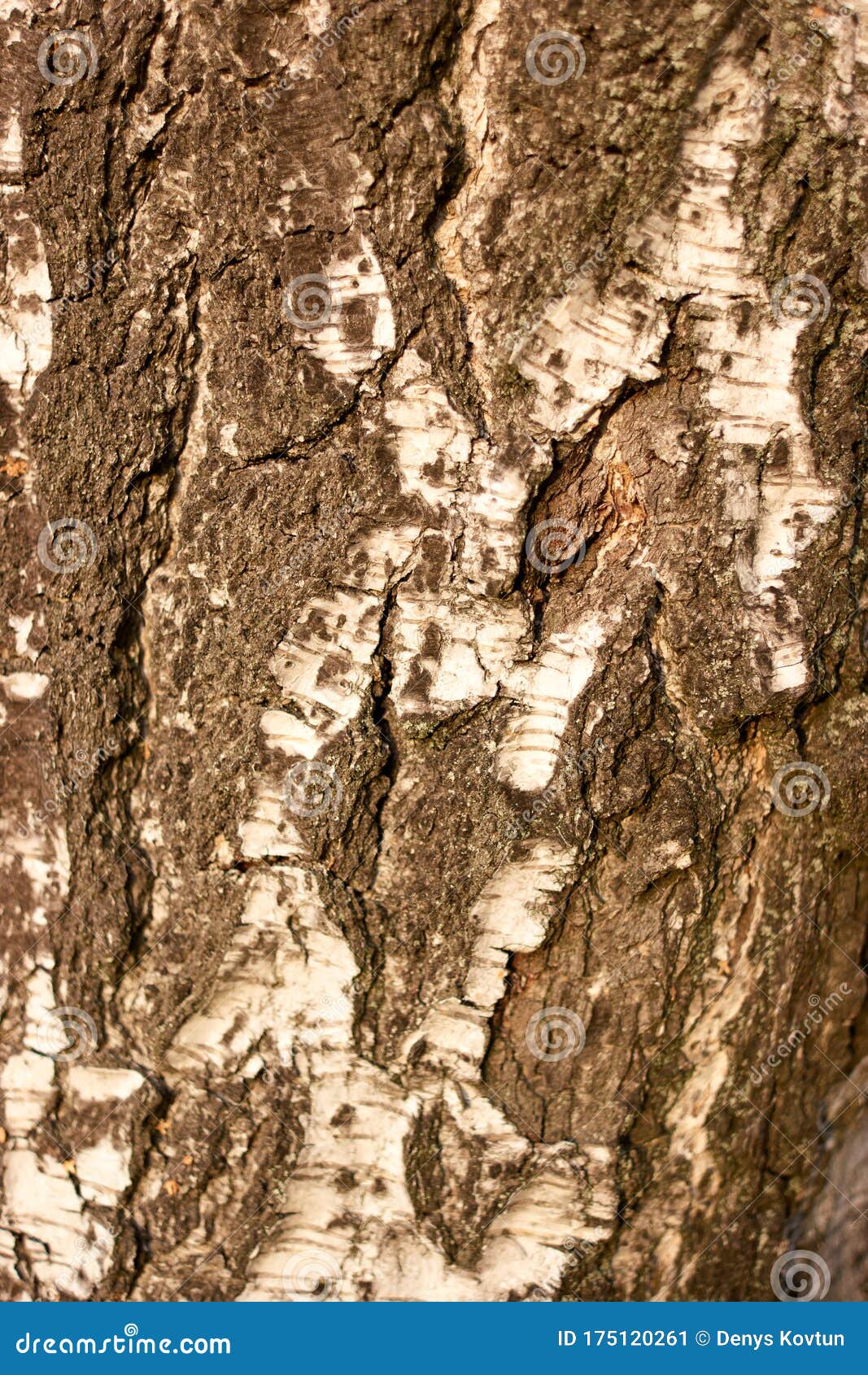 Birch tree bark texture. stock image. Image of natural - 175120261