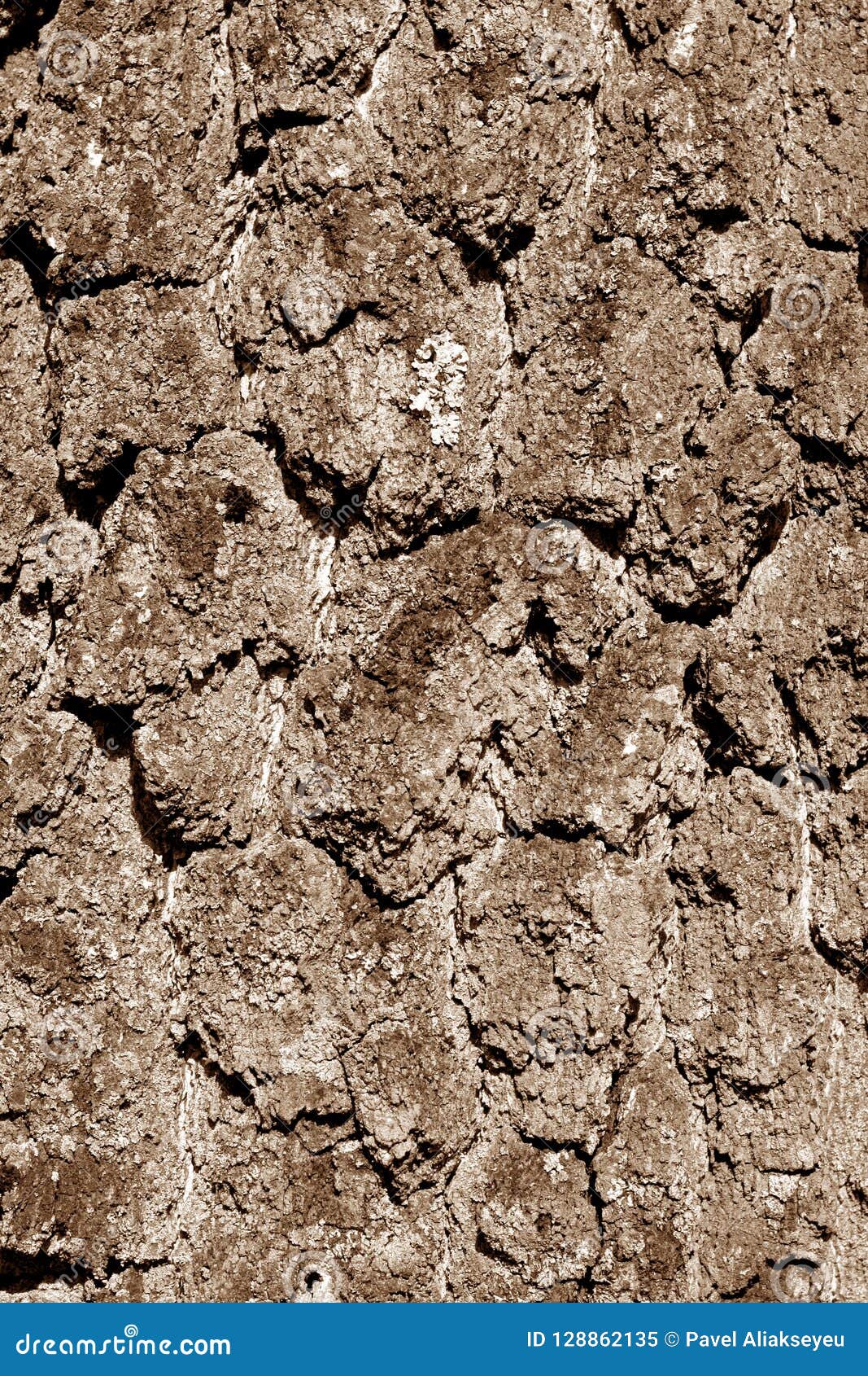 Birch Tree Bark Texture in Brown Tone. Stock Image - Image of natural ...