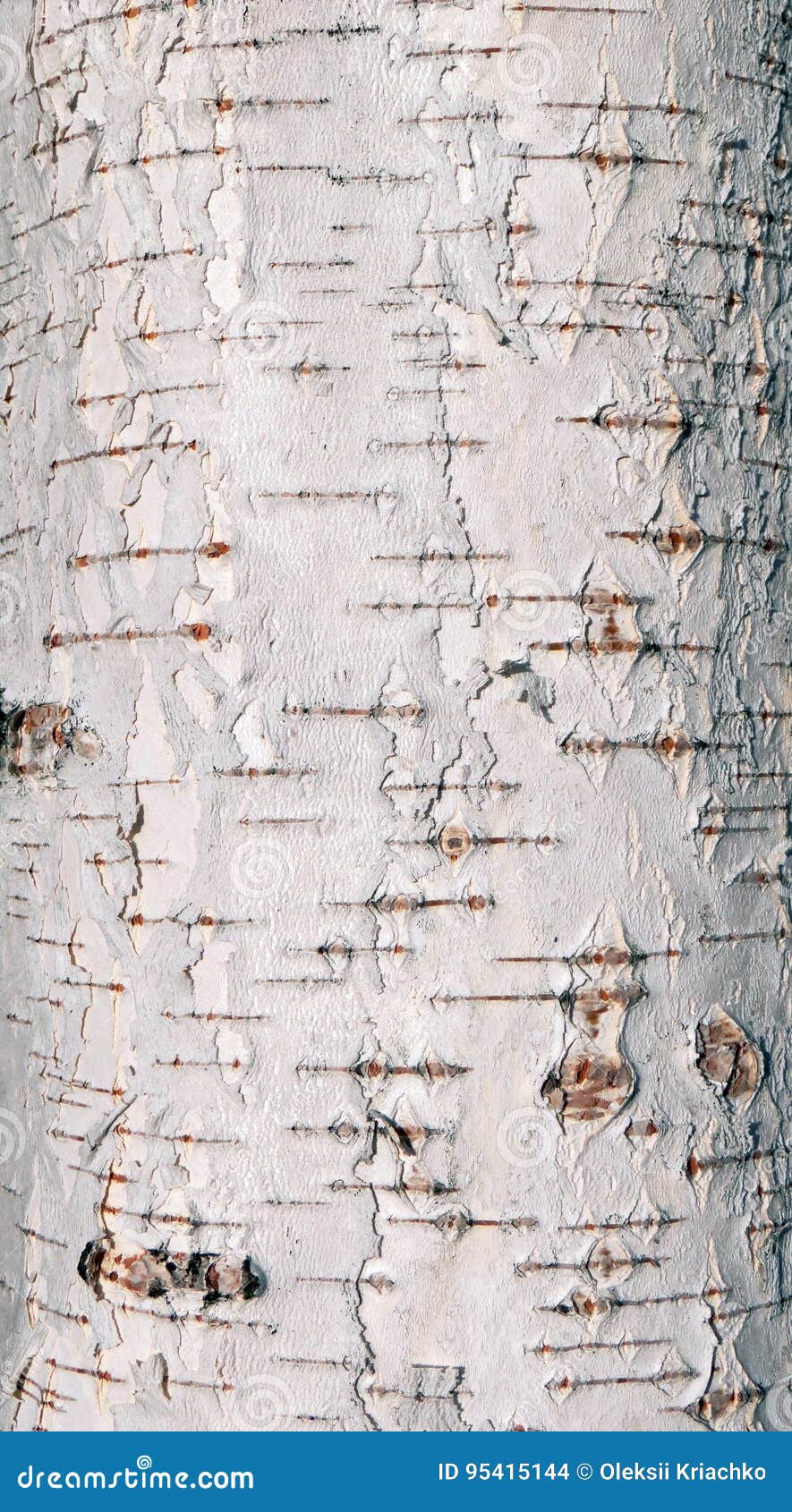 Birch tree bark texture stock photo. Image of birch, surface - 95415144