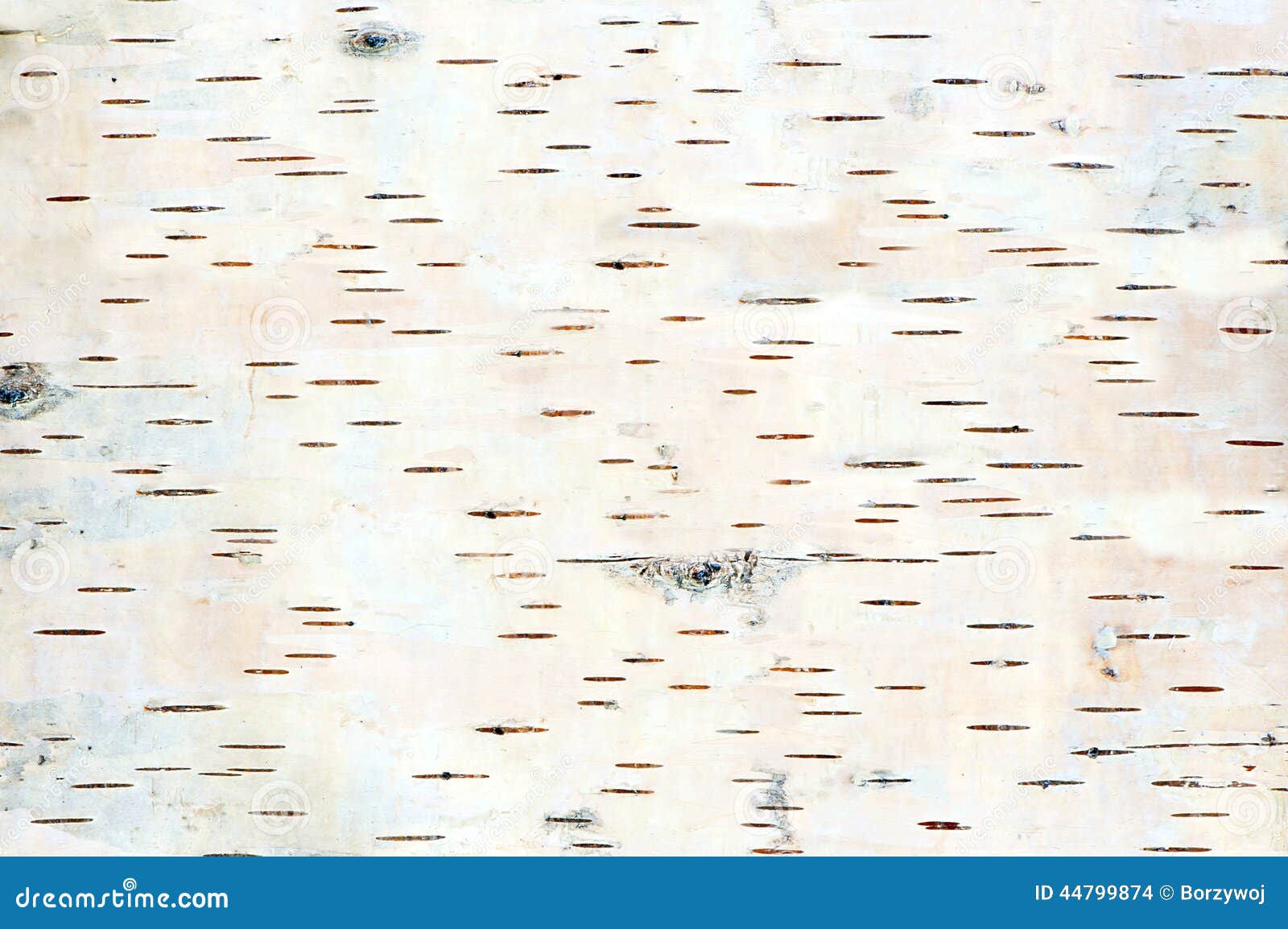 Birch Bark Background