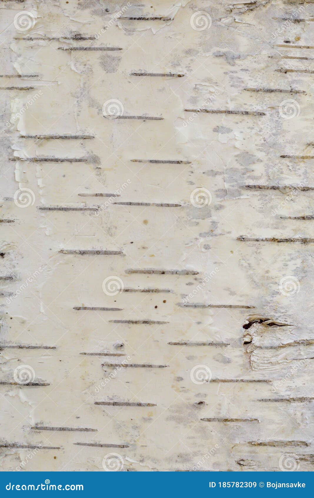Birch Tree Bark Texture Close Up Stock Image - Image of copy, closeup ...