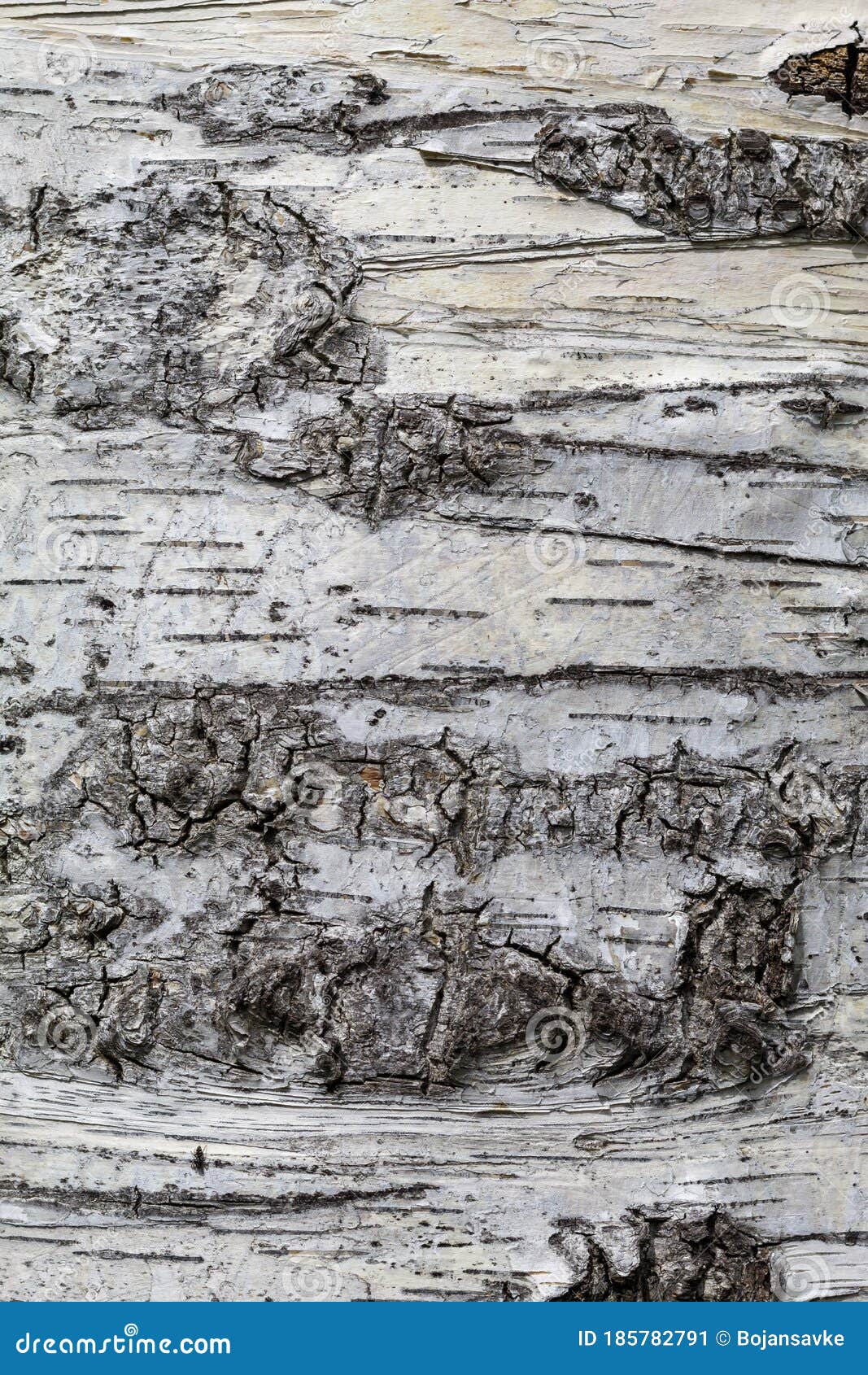 Birch Tree Bark Texture Close Up Stock Image - Image of detail, plant ...