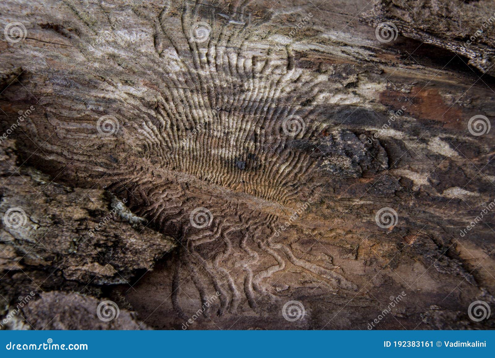 Birch Tree Bark Texture Close Up.Oak Tree Bark With Insect Made ...