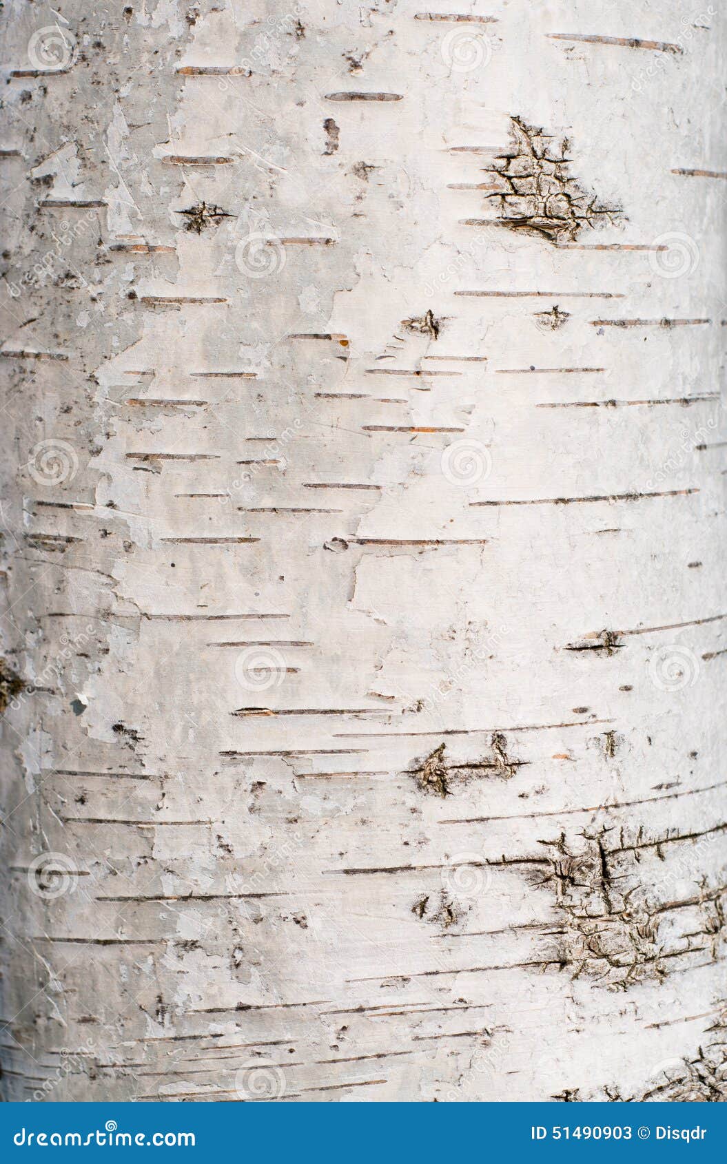 Birch tree bark texture stock image. Image of background - 51490903