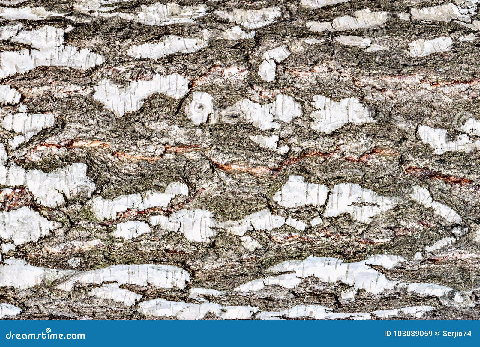 Birch tree bark texture. stock image. Image of macro - 103089059