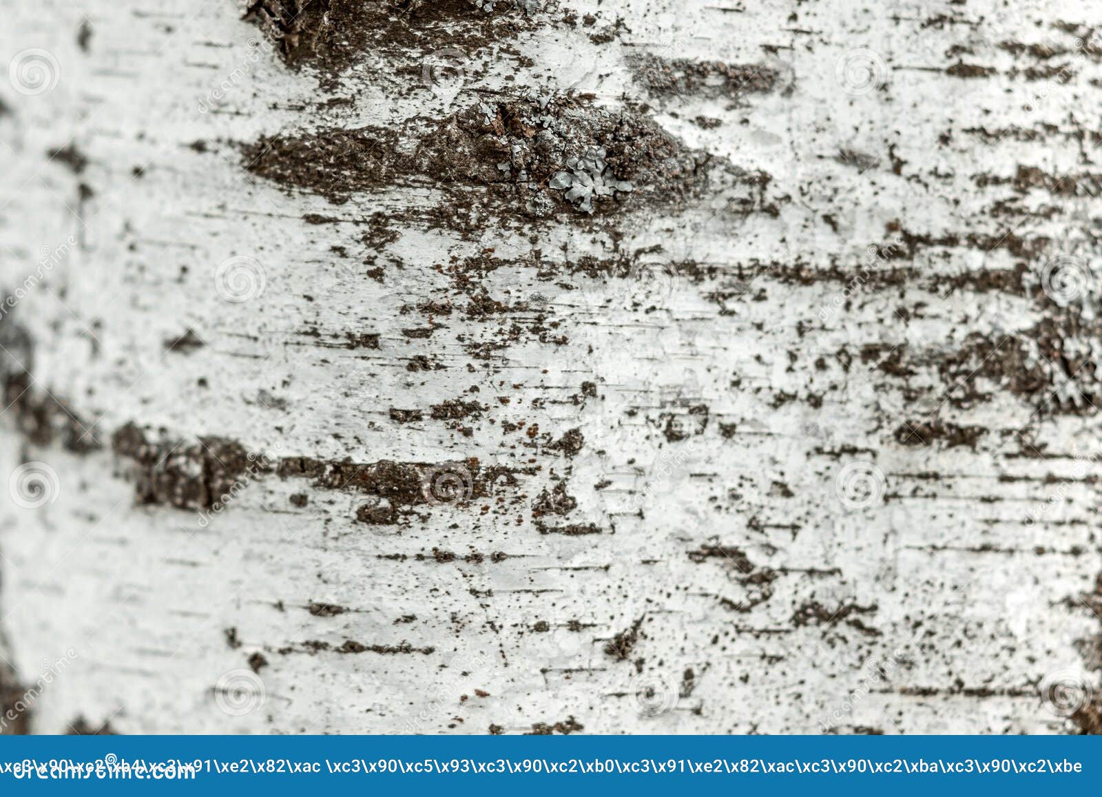 Birch Tree Bark Texture, White Floral Background Stock Photo - Image of ...