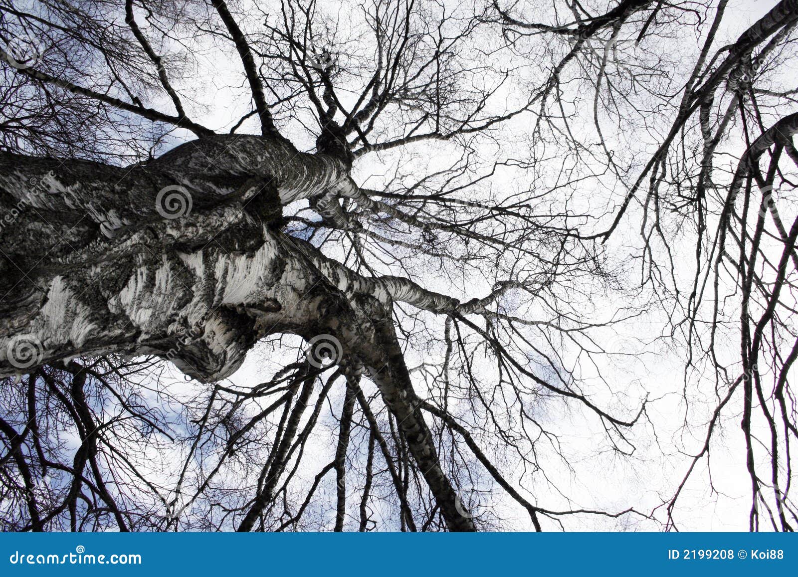 Birch tree from Below stock photo. Image of look, clear - 2199208