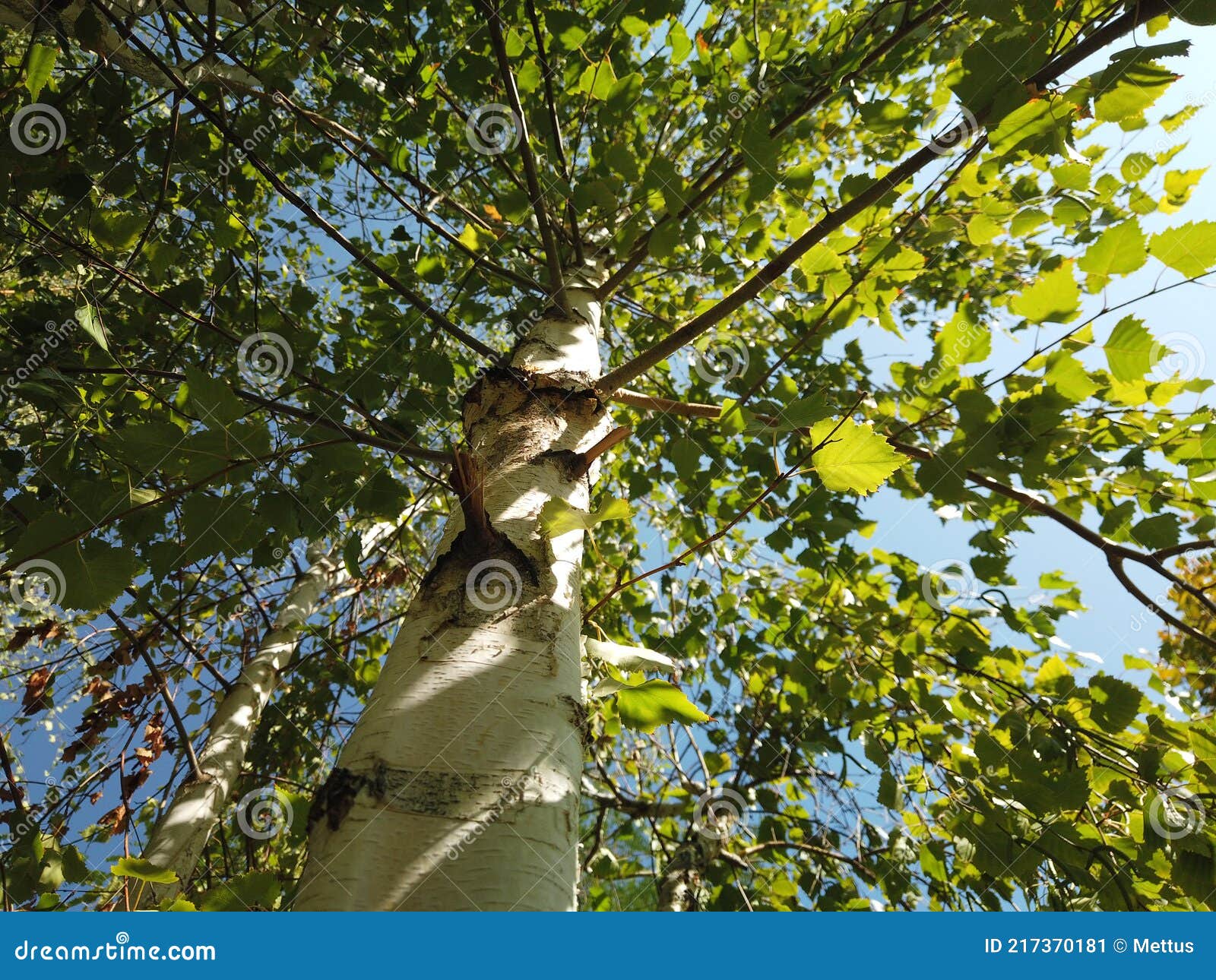 Birch Tree from Below View. Upward View at Canopy Stock Image - Image ...