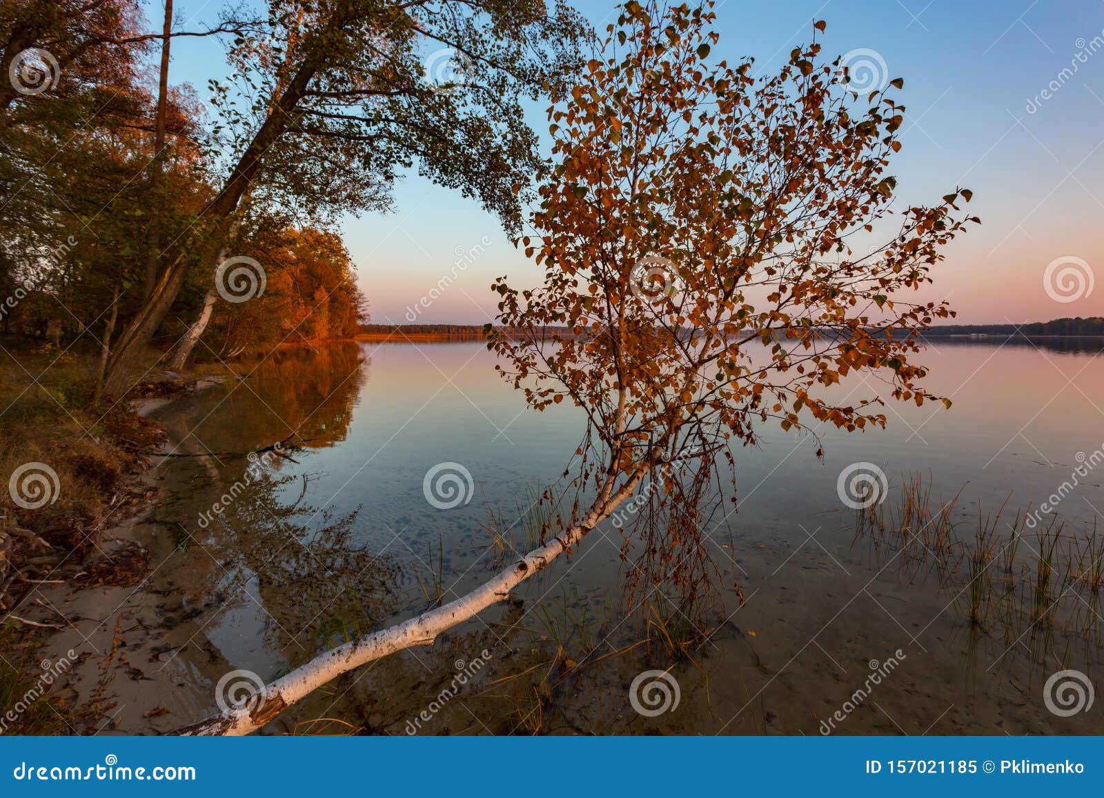 Birch Tree Bent Over Lake Water Stock Image - Image of dawn, nature ...