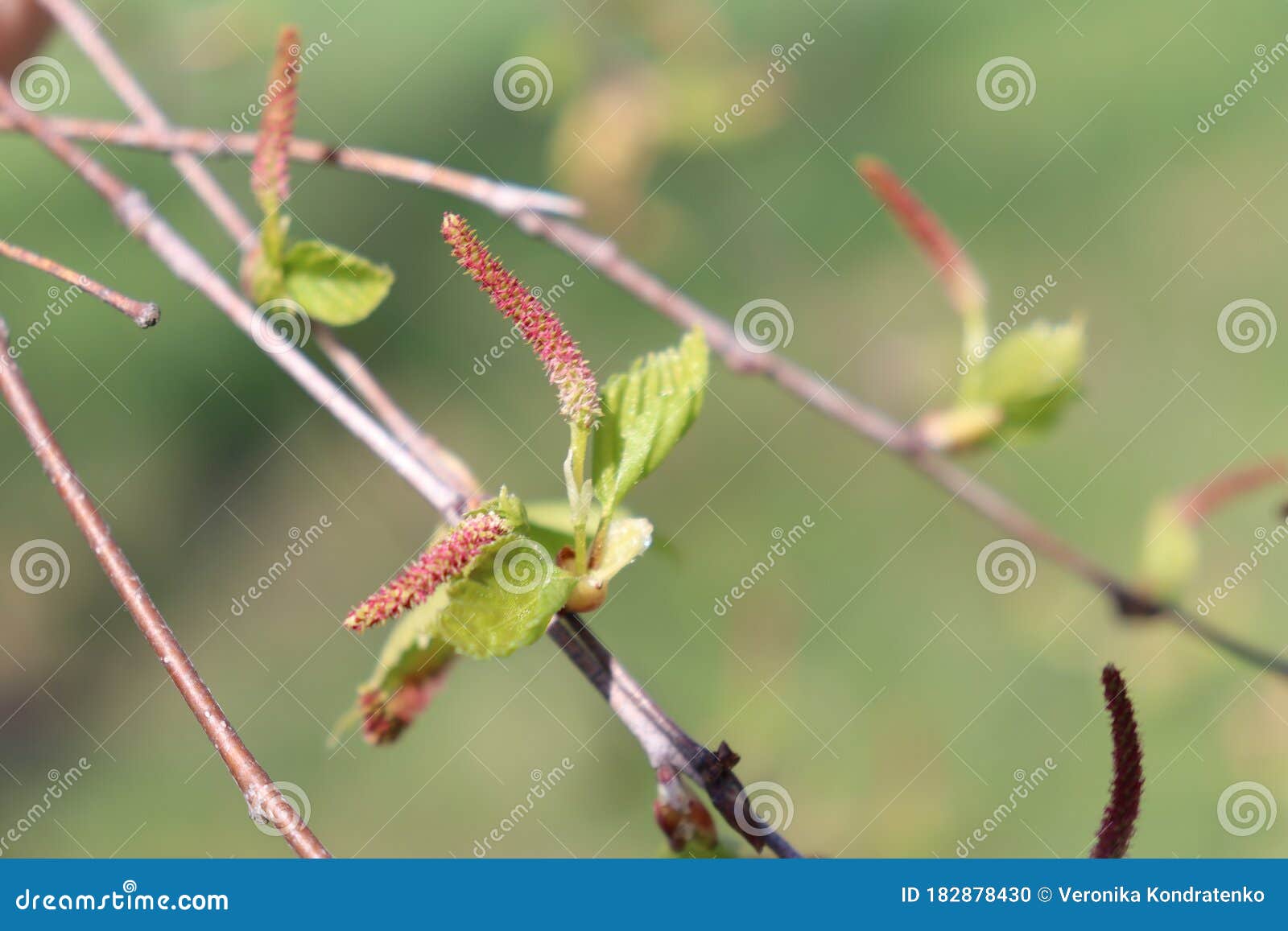Birch tree is blooming stock photo. Image of awaking - 182878430