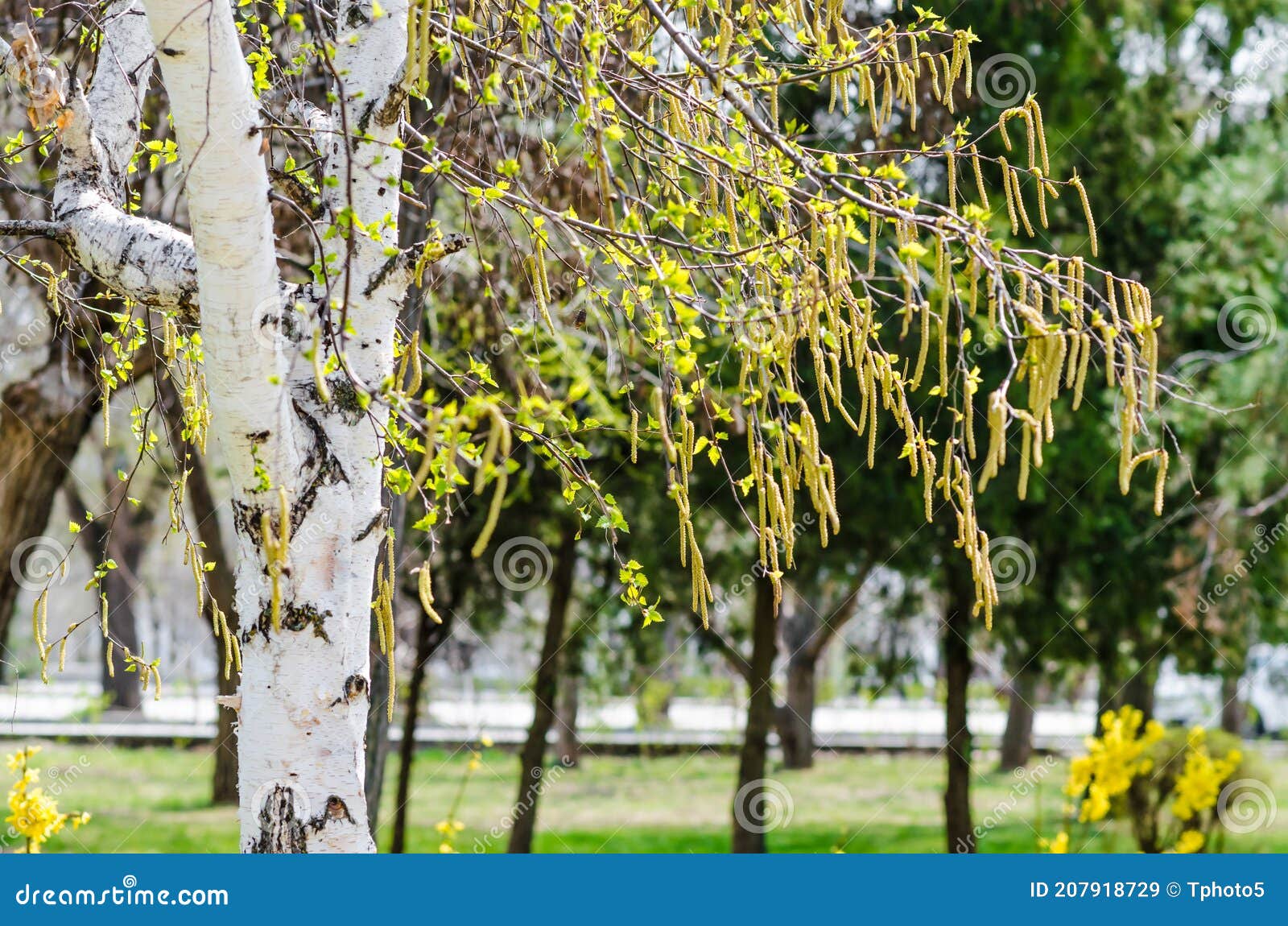 Birch Tree Blooming in Spring Stock Image - Image of freshness, flora ...